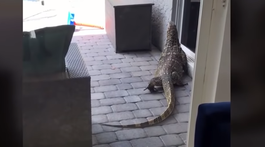 Massive Lizard Terrorizes Florida Neighborhood - SnapMyTales