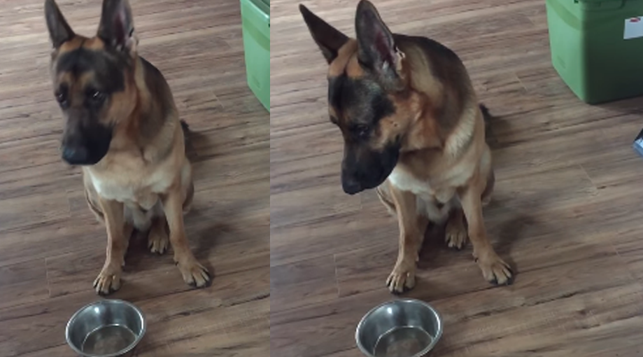 German Shepherd Is Hungry and Wants Food, Tells Owner in Hilarious ...