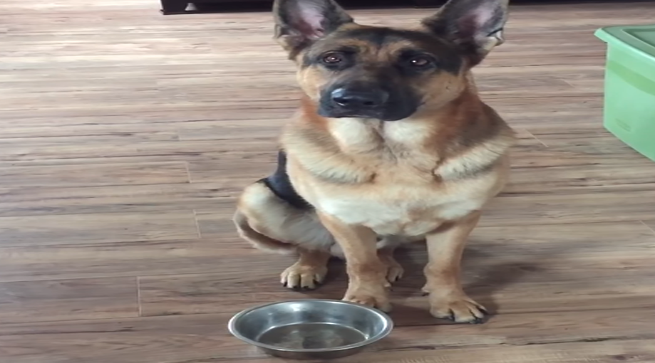 German Shepherd Is Hungry and Wants Food, Tells Owner in Hilarious ...