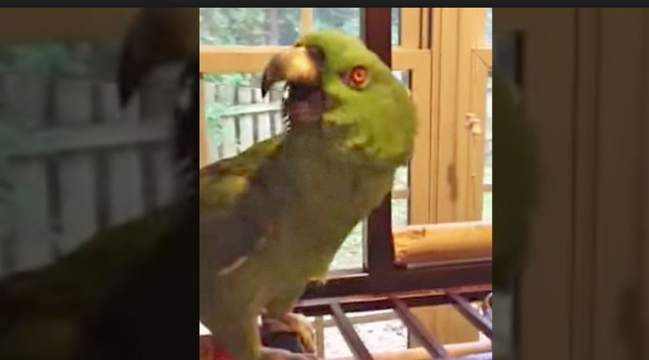 Mom Patiently Teaches Parrot to Sing Country Classic, His Performance ...