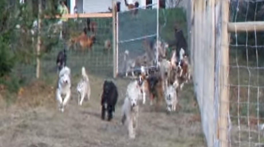 45 Rescue Dogs Have Never Felt Freedom, Now Watch When The Gate Is Open ...