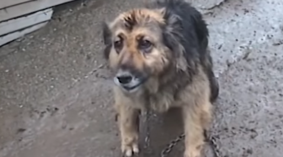 Helpless Dog Was Tied to Chains for 10 Years. When They Come to Her ...