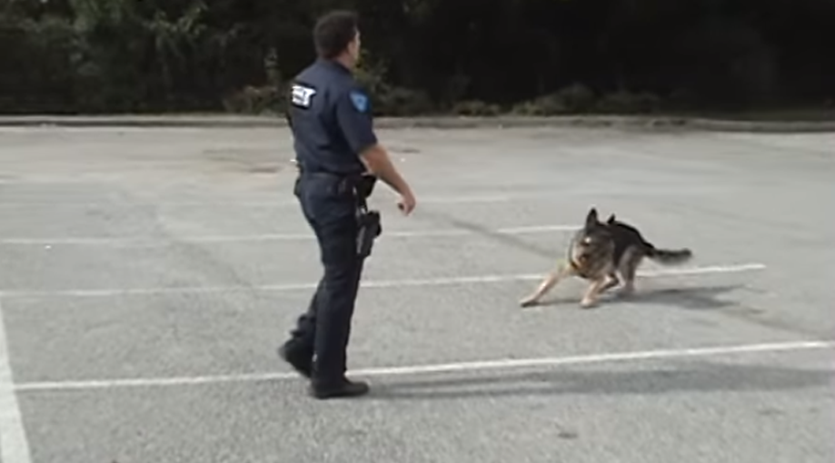 Officer Makes 1 Small Gesture, Canine’s Comeback Is Making Everyone ...