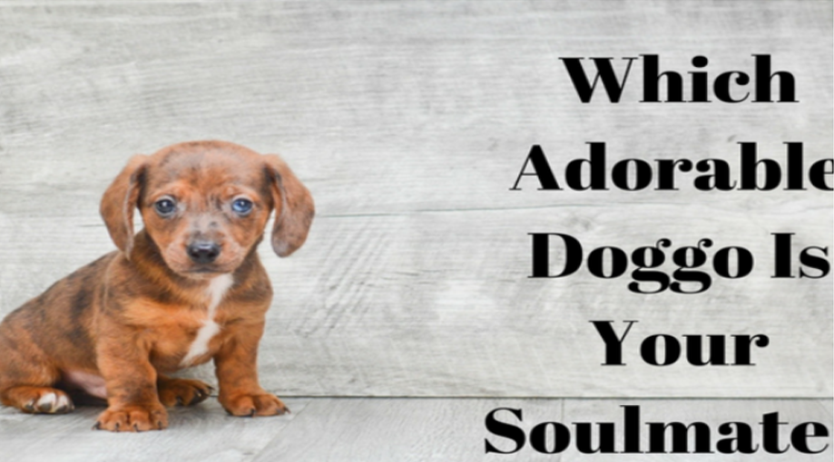 Quiz: Which Dog Breed Is Your Forever Soul Mate? - SnapMyTales