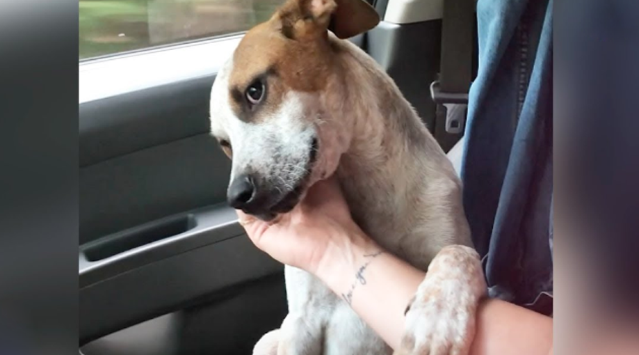 Shelter Dog's Emotional "Thank You" Moments After Being Adopted Leaves ...