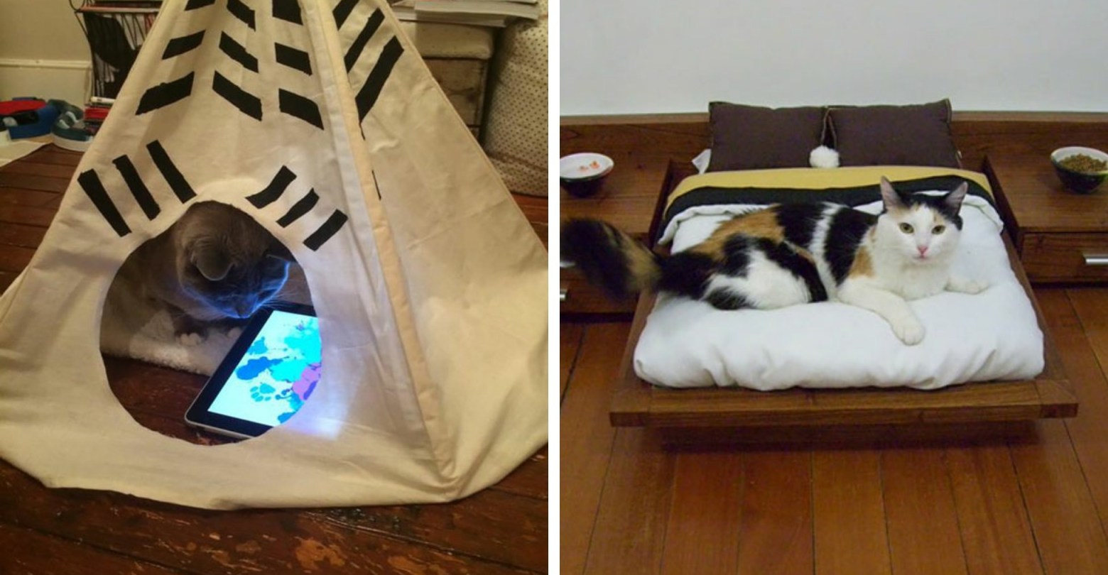 10+ Spoiled Cats That Probably Live Better Than You - SnapMyTales