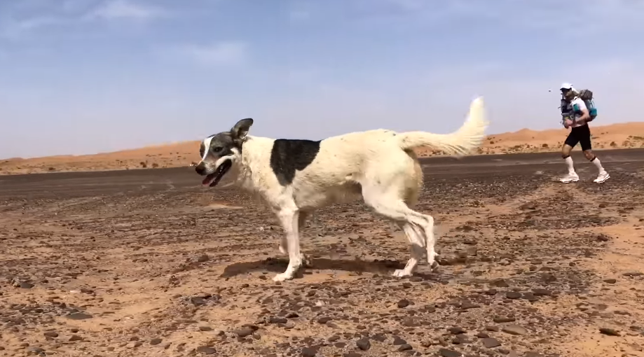 Dog Joins Runners in Sahara Desert, Awes Them By Racing in 140-Mile ...