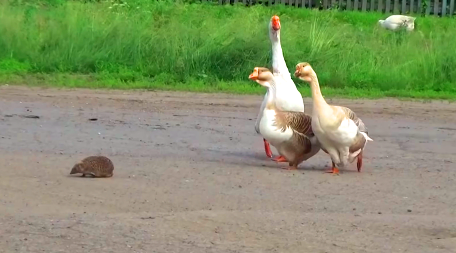 'Bodyguard Geese' Help Hedgehog Cross The Road - SnapMyTales
