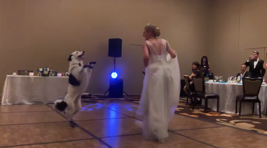 Bride Prepares Stunning Wedding Dance With Her "Best Dog" Hero ...