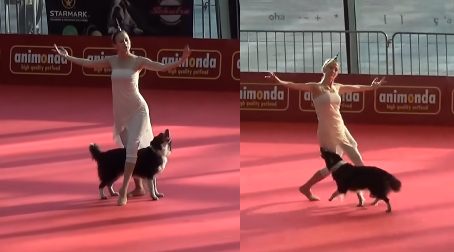 Woman And Her Dog Put On Dazzling Freestyle Dance In Front Of An ...