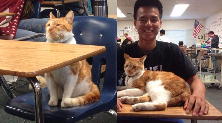 The cat loves school so much that the school had to issue a student ID ...