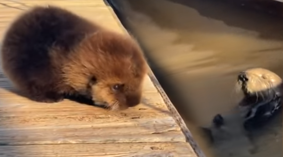 Baby Otter rolled on a Wooden Dock for a while, Squeaking as he tried ...