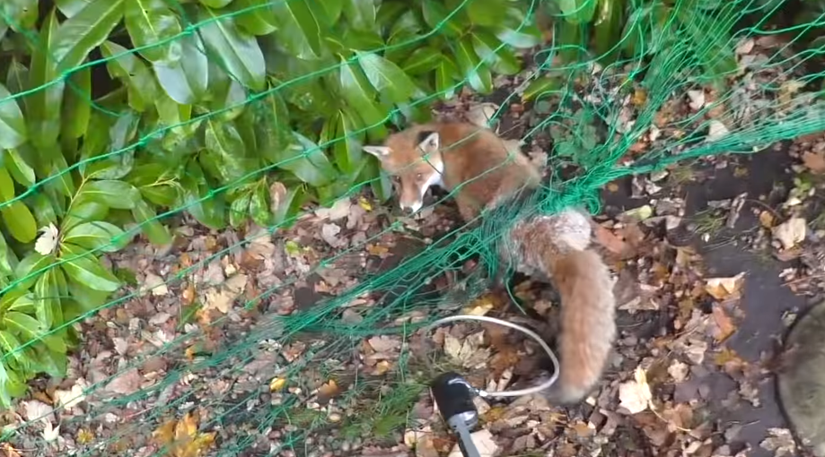 Fox Gets Hopelessly Tangled in Garden Netting - SnapMyTales