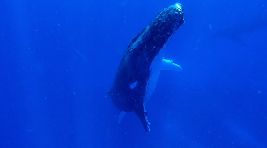 The diver is Amazed to see a Giant whale Standing Next To Him - SnapMyTales