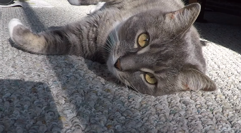 Cat Look into Camera Until they Fall Asleep - SnapMyTales