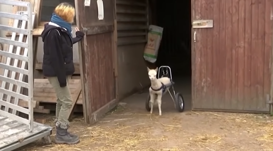 An Orphaned Alpaca Spinning Happily in Around in Custom Wheelchair ...