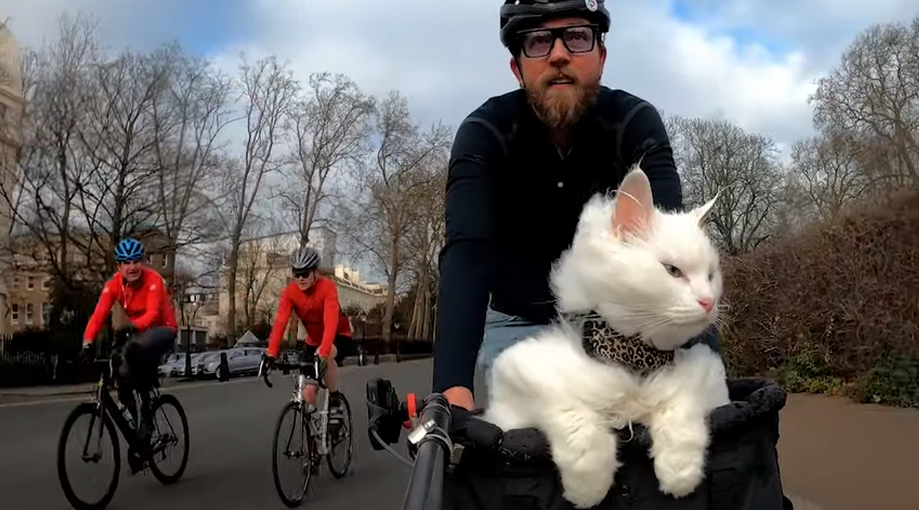 Cats Love To Ride Bikes With Their Owners - SnapMyTales