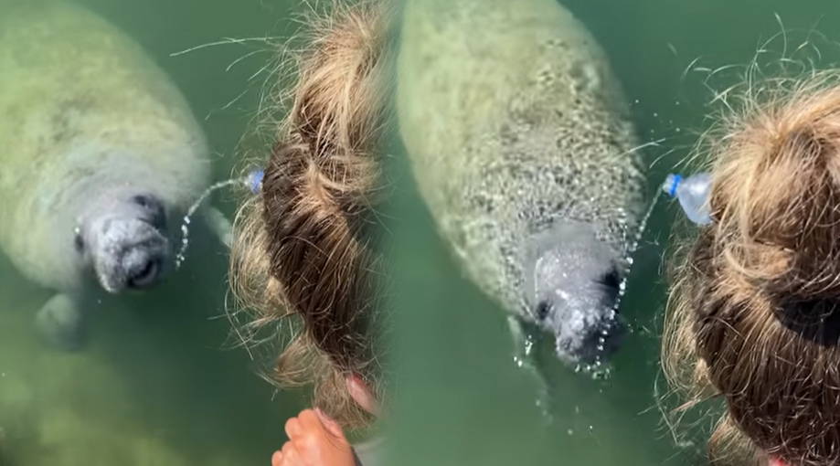 Manatee Wants A Lot Of Bottled Water - SnapMyTales