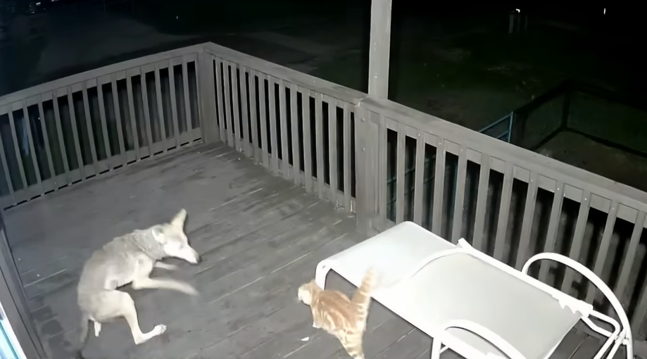 Fearless Cat Clashes With A Wolf In Texas - SnapMyTales