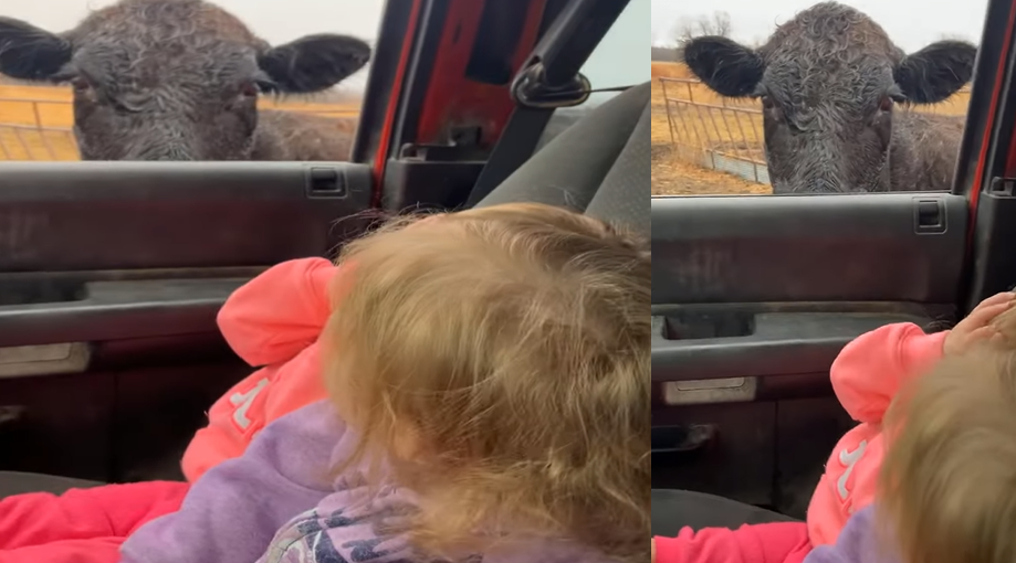 Twins Have Very Different Reaction To Cow - SnapMyTales