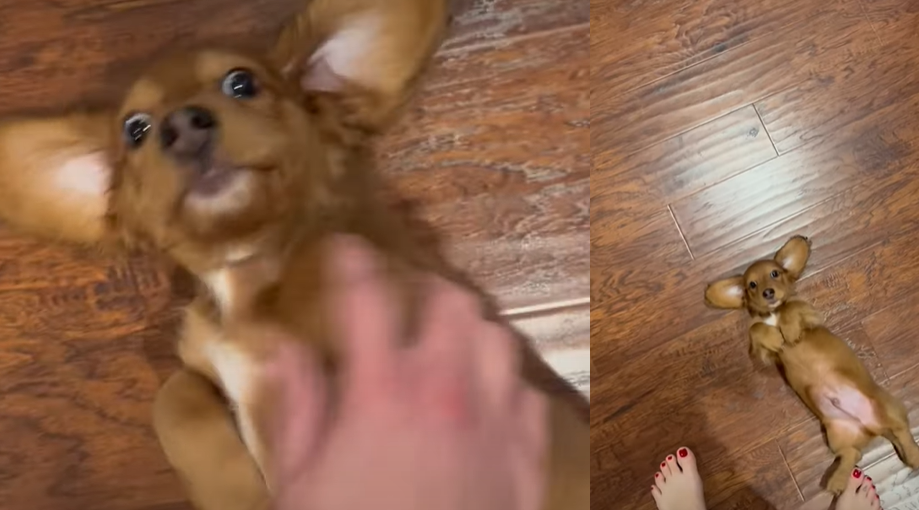 Little dog greets his owner in the most charming way - SnapMyTales
