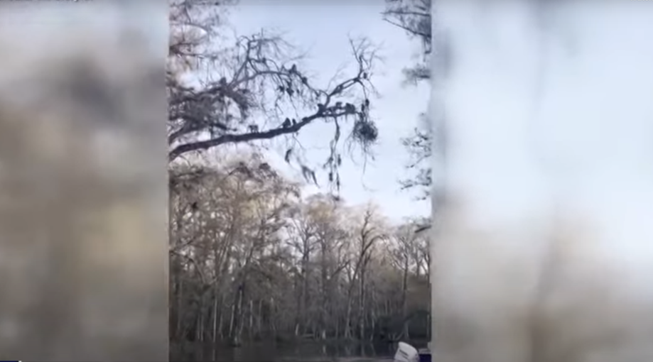 A group of monkeys diving - SnapMyTales
