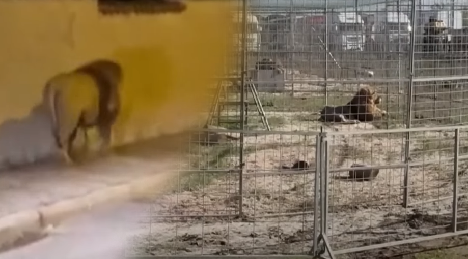 Escaped Lion Roamed Streets for 7 Hours Before Being Caught - SnapMyTales