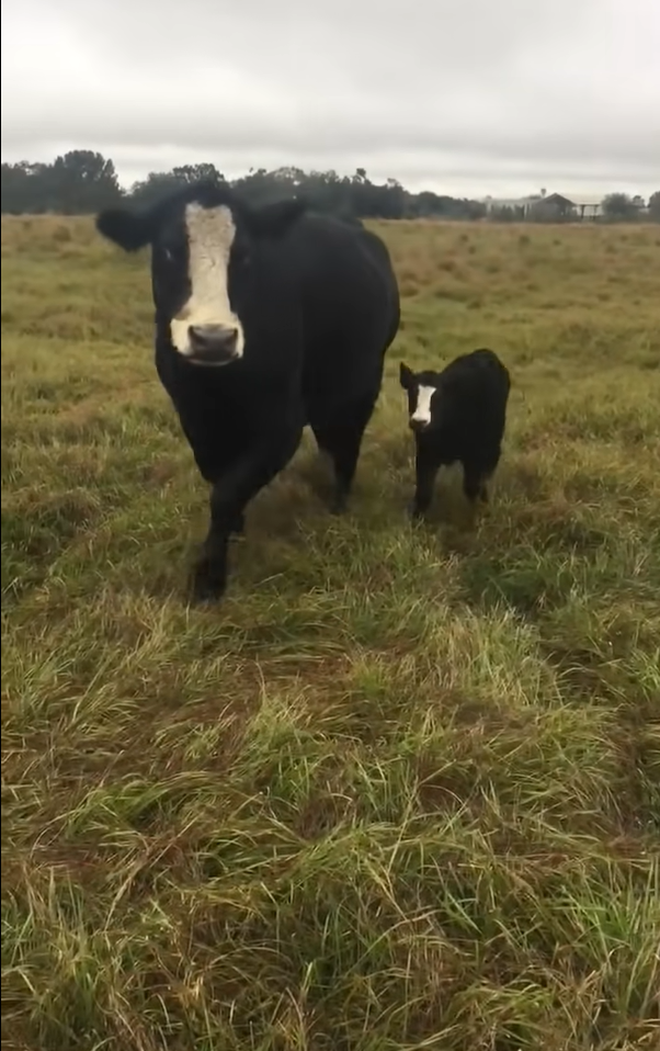 The mother cow proudly shows her baby to her owner and melts the heart ...