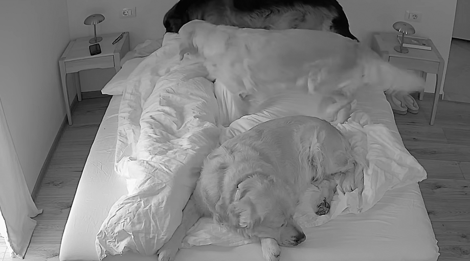 Owners set up cameras to film their dogs at night – the result is ...